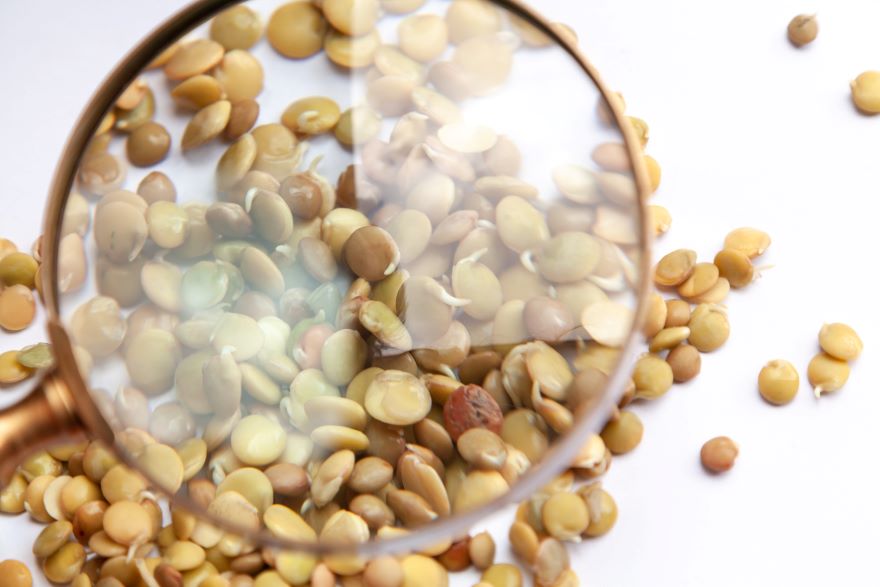 Lentil Seeds - My Nutrition Foods