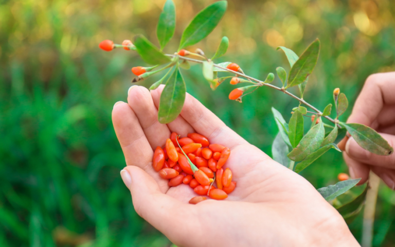 Fresh Goji Berries: Health Benefits, Recipes, and Shopping Tips - My ...