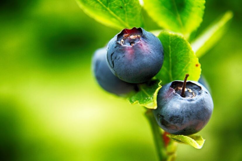 When Are Blueberries In Season? Understanding Their Peak Harvest Time ...